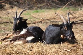 Goat Body Language FAQ - Goat Journal